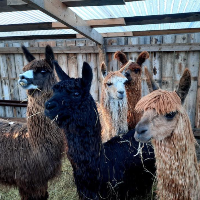 Camping met alpaca's | In Duitsland | Bij Wilsumer Berge