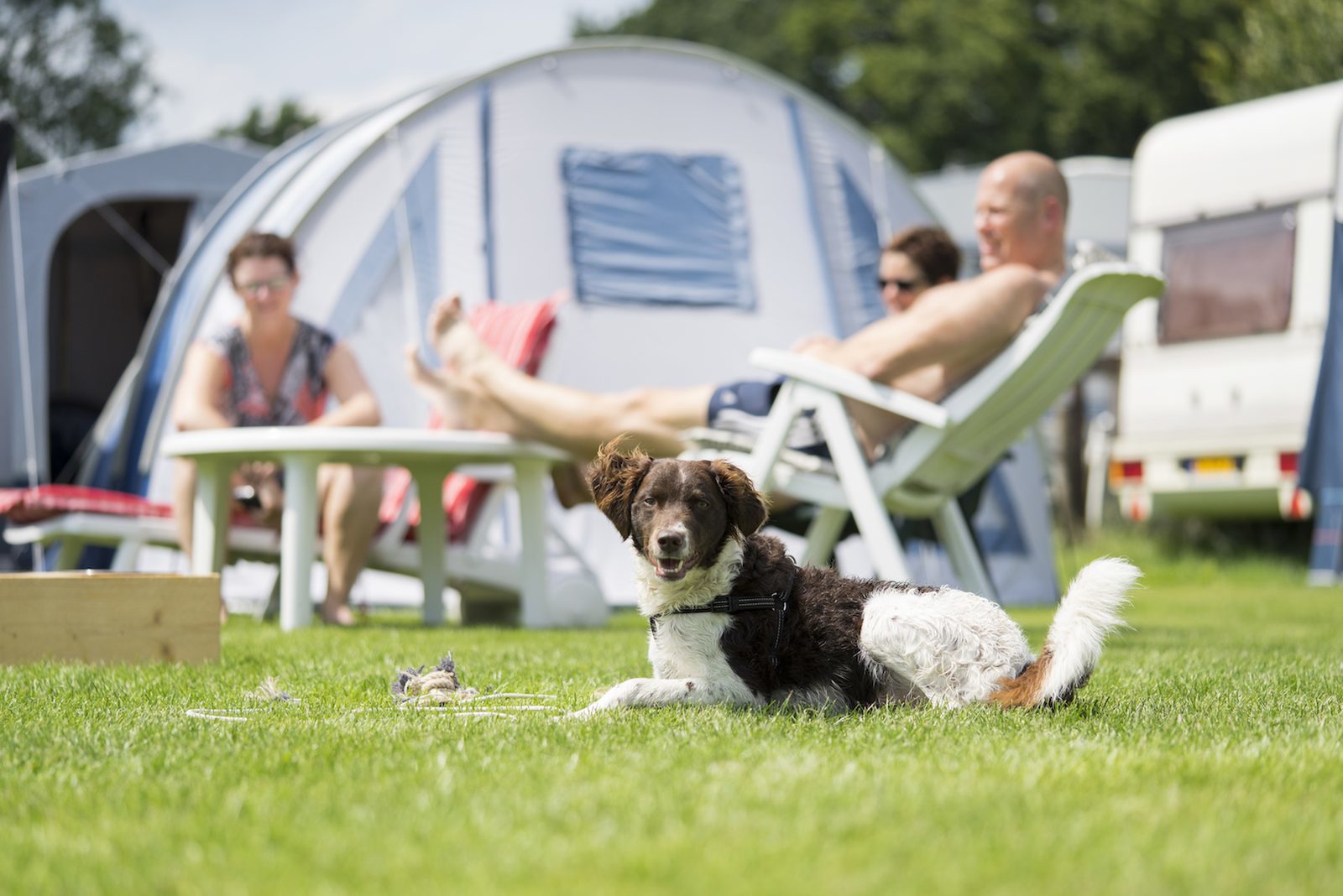Campingplatz Mit Hund Am Sallandse Heuvelrug Der Noetselerberg Campingplatz Mit Hund Am Sallandse Heuvelrug Der Noetselerberg