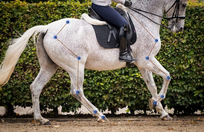 Objective gait analysis for horses | DataHorse Objective gait analysis for horses | DataHorse