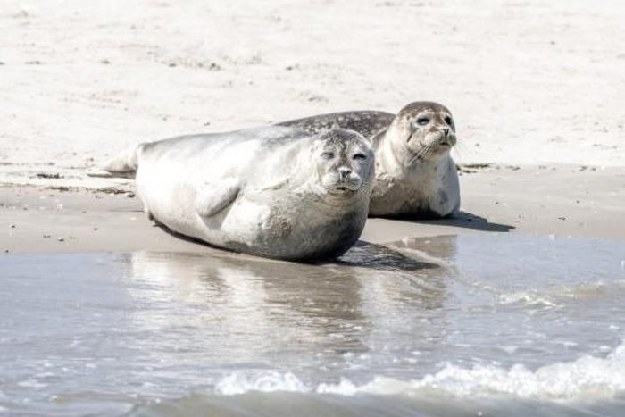 Die schönsten Strände von Zeeland